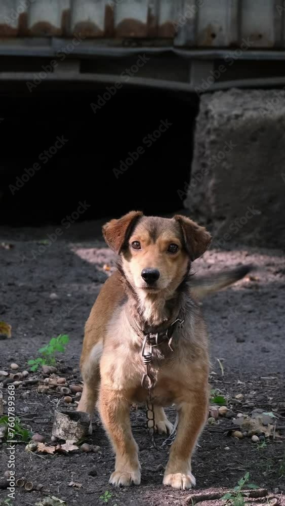 Guard dog on a chain. Cheerful dog waving his tail, sticking out his ...