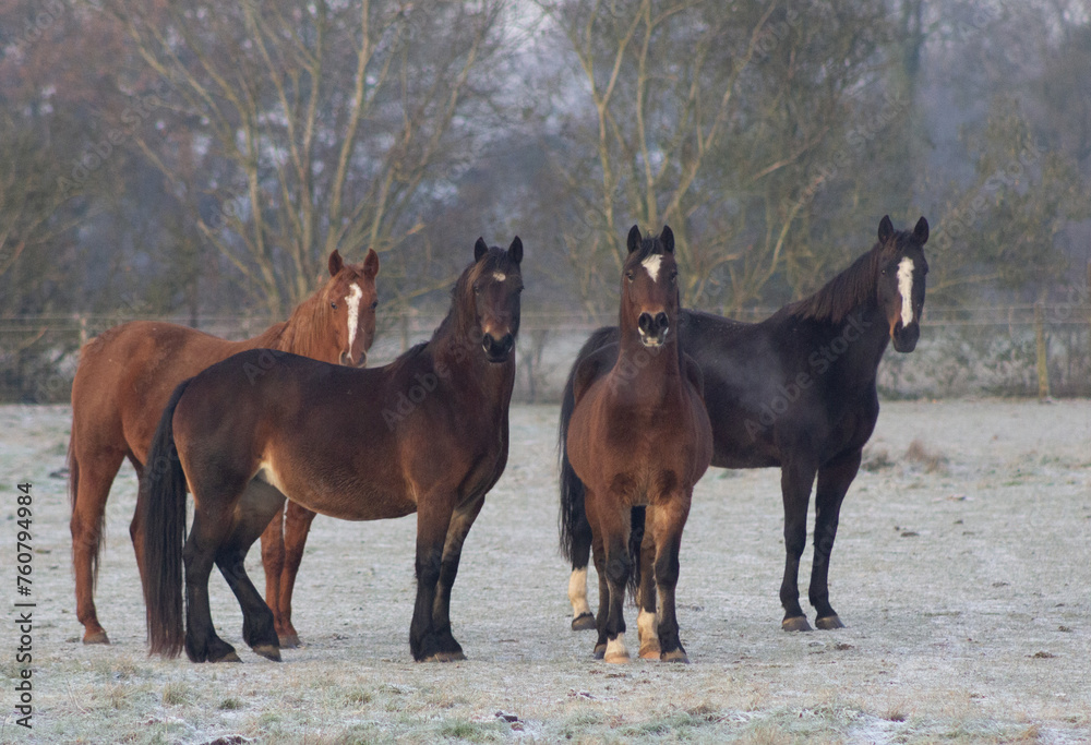 Welsh cob section D bay horse herd with a retired chestnut mare huddled ...