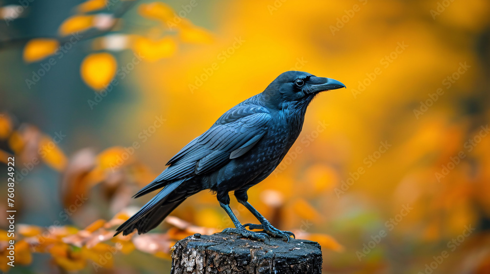 closeup of house crow , crow is sitting on the tree birds with blur ...