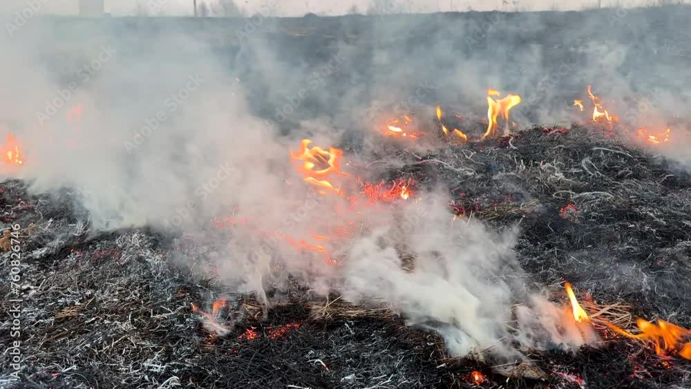 Fire grass in farm field. Dry Grass Fires due to drought. Hot weather ...