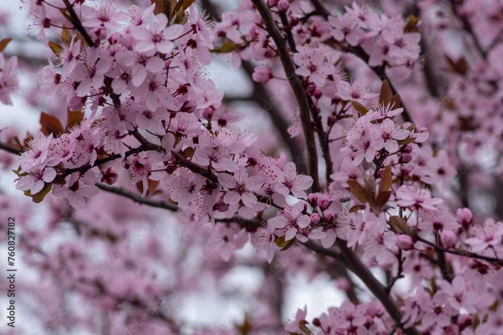 Canadian black plum Prunus nigra light pink flowers in bloom, beautiful ...
