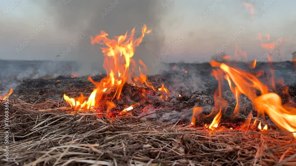 Fire grass in farm field. Dry Grass Fires due to drought. Hot weather ...