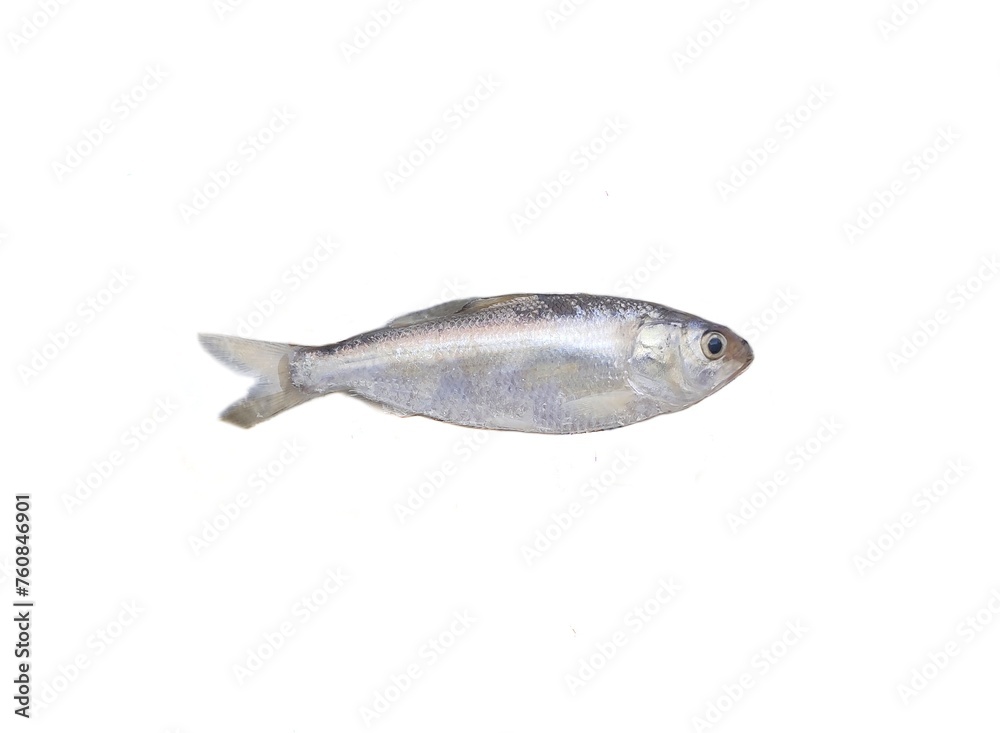 Ganges river gizzard shad (Gonialosa manmina) are fresh water fish ...