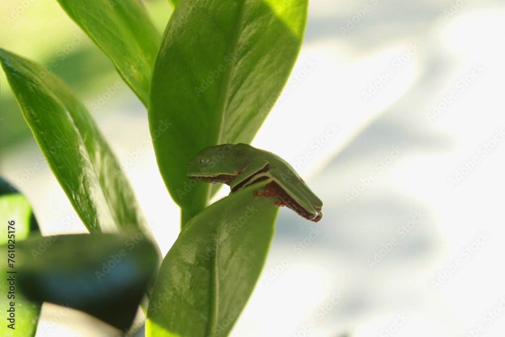 Treefrog Phyllomedusa Distincta, known as Leaf Treefrog, Leaf Treefrog ...