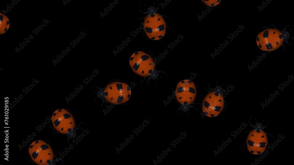 Swarm of Common Red Ladybird Beetle Bugs - Randomly Crawling Over ...
