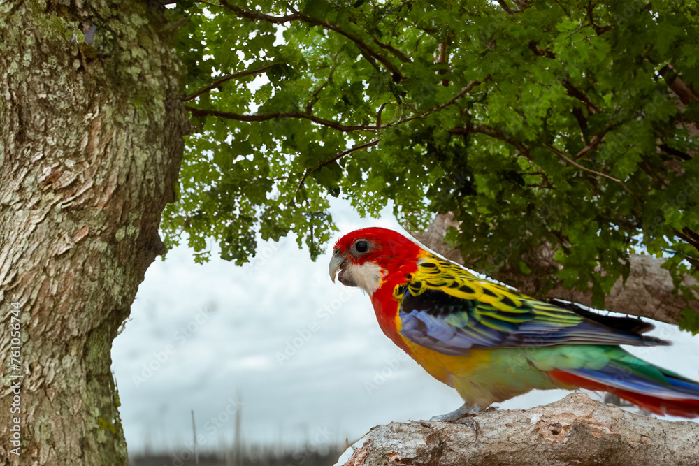 Beautiful rosella parrakeet image in multiple colors as a large parrot ...