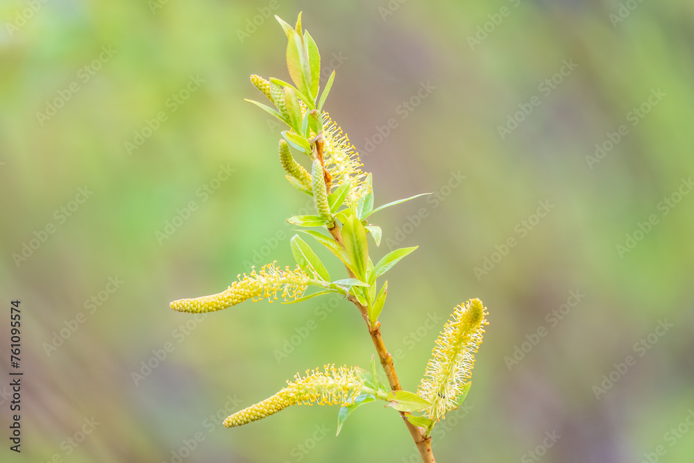 Nature awakes in spring. Blooming willow twigs and furry willow-catkins ...