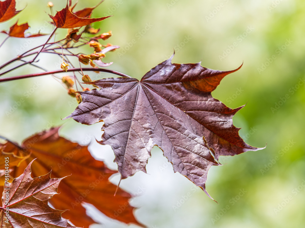 Tree branch with dark red leaves, Acer platanoides, the Norway maple ...