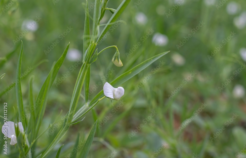 Closeup of Grass Pea Flower or Chickling Vetch Plant with Copy Space ...