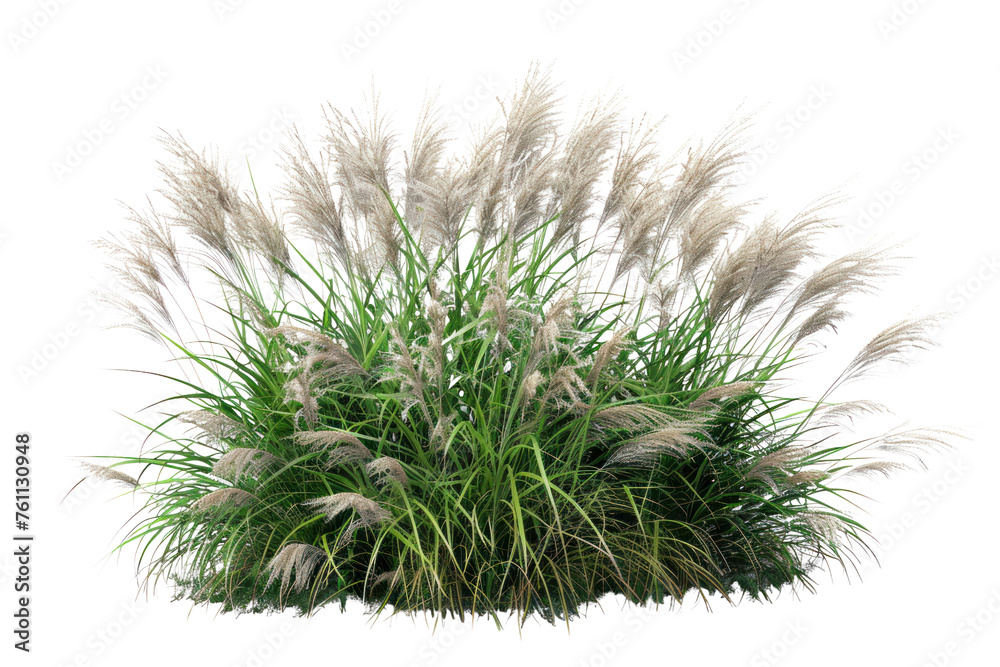 Bush of blooming ornamental grass isolated on white background ...