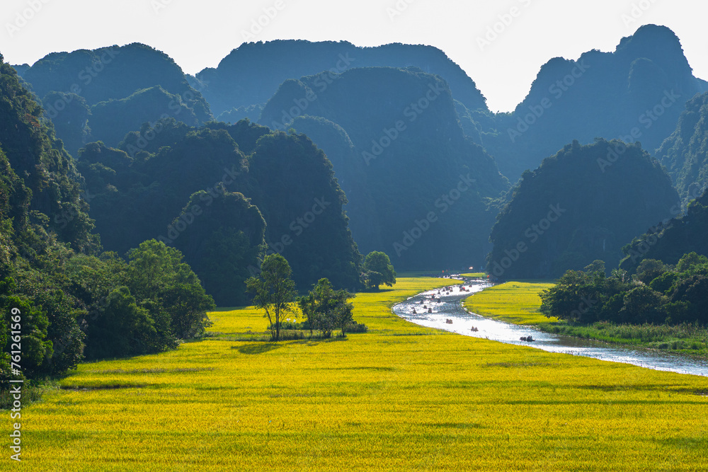 Ripe rice season in Tam Coc, Ninh Binh and the festival to celebrate ...