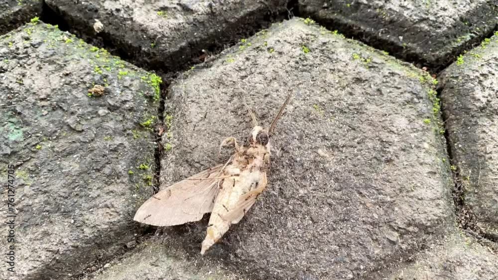 Video Stock Time lapse of many ants carrying butterfly moth. Group ...