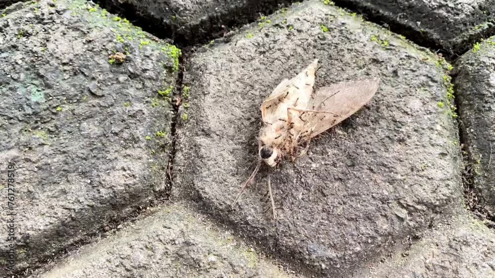 Time lapse of many ants carrying butterfly moth. Group colony of black ...