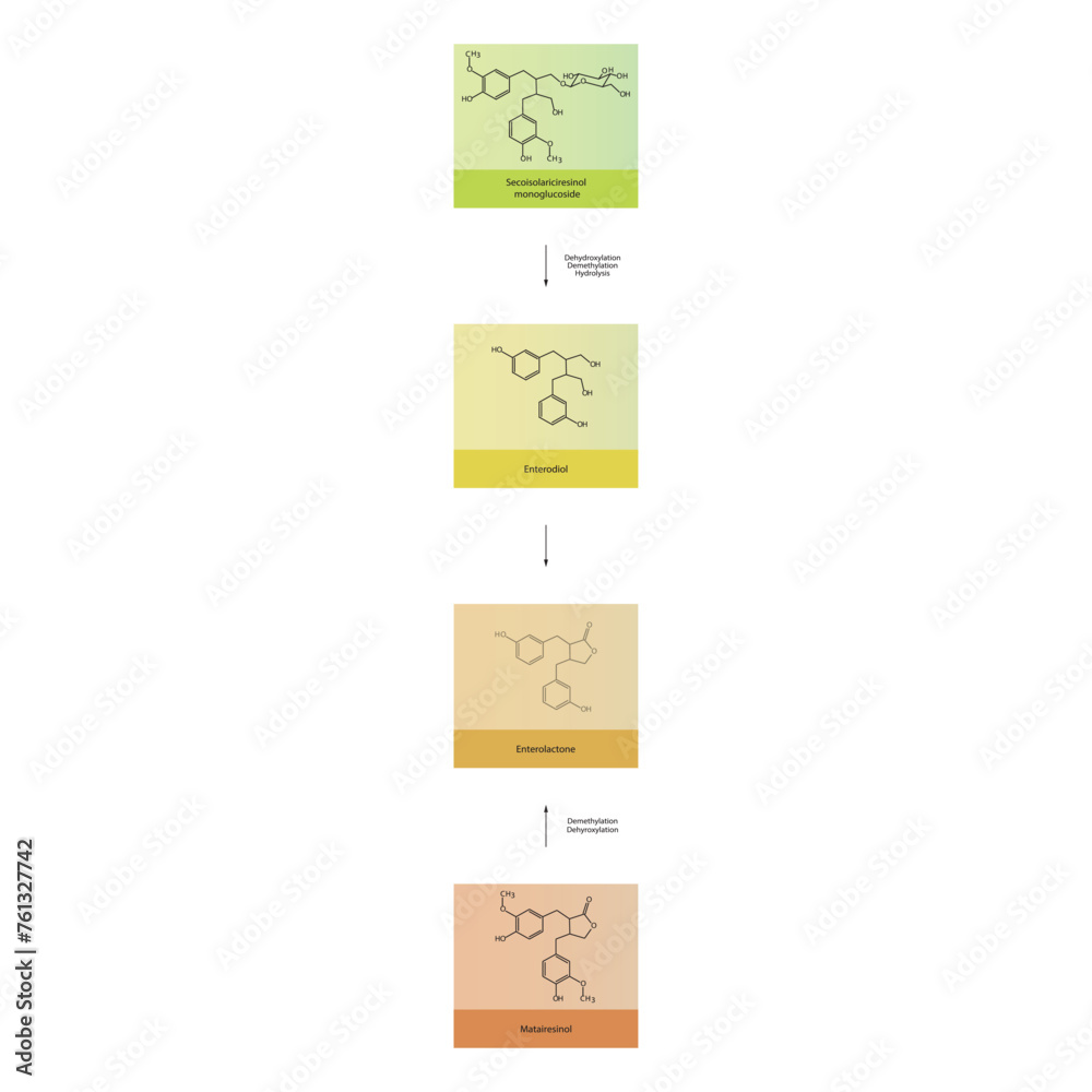 Diagram showing biochemical conversion of lignans to Enterolactone and ...
