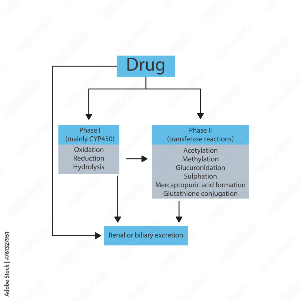 Schematic diagram showing phases I, II drug metabolism and excertion ...