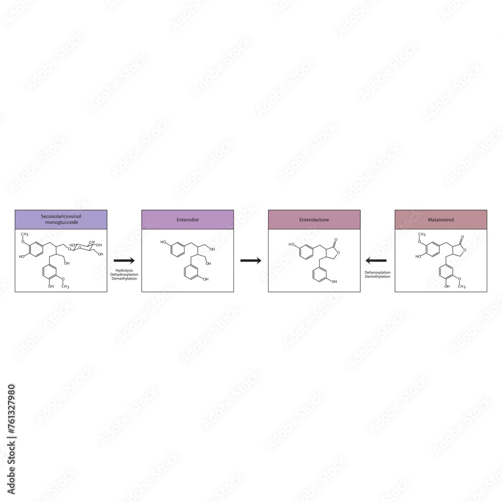 Diagram showing biochemical conversion of lignans to Enterolactone and ...