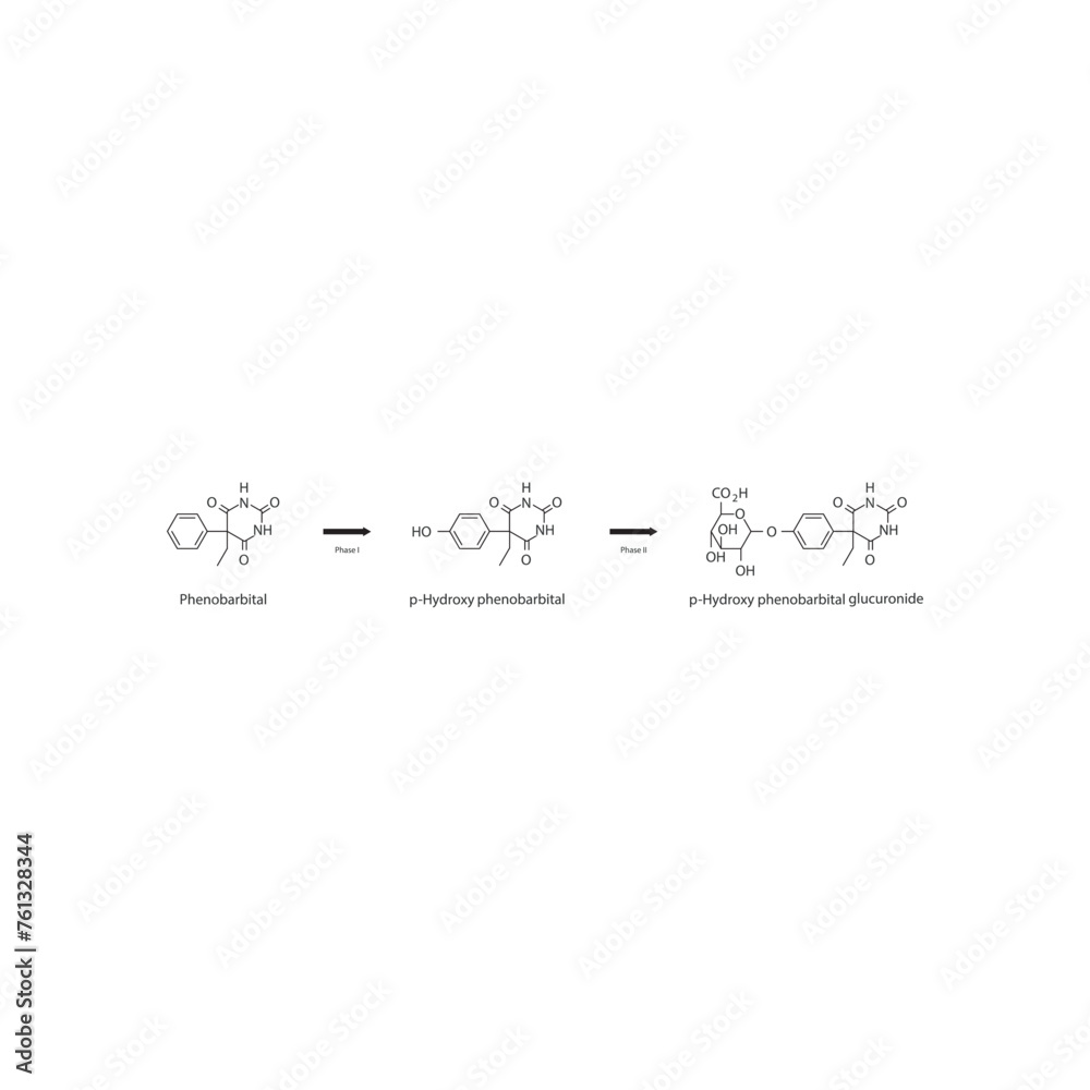 Diagram of Phase I and II drug metabolism of Phenobarbital - skeletal ...