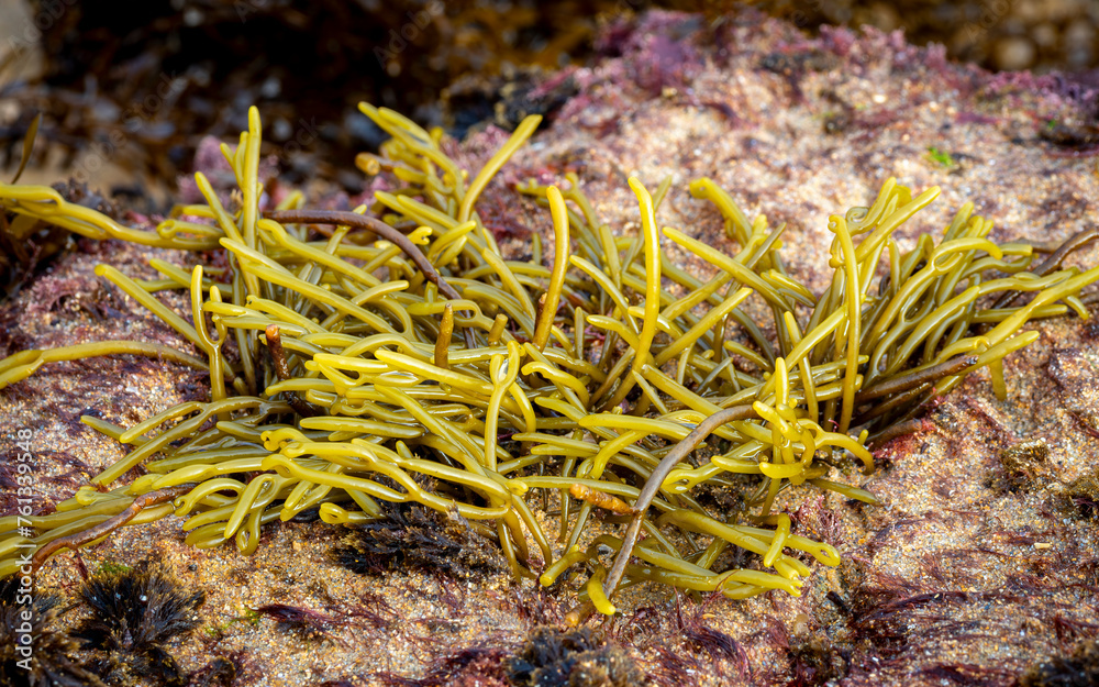Channelled wrack seaweed (Pelvetia canaliculata) from the Cantabrian ...