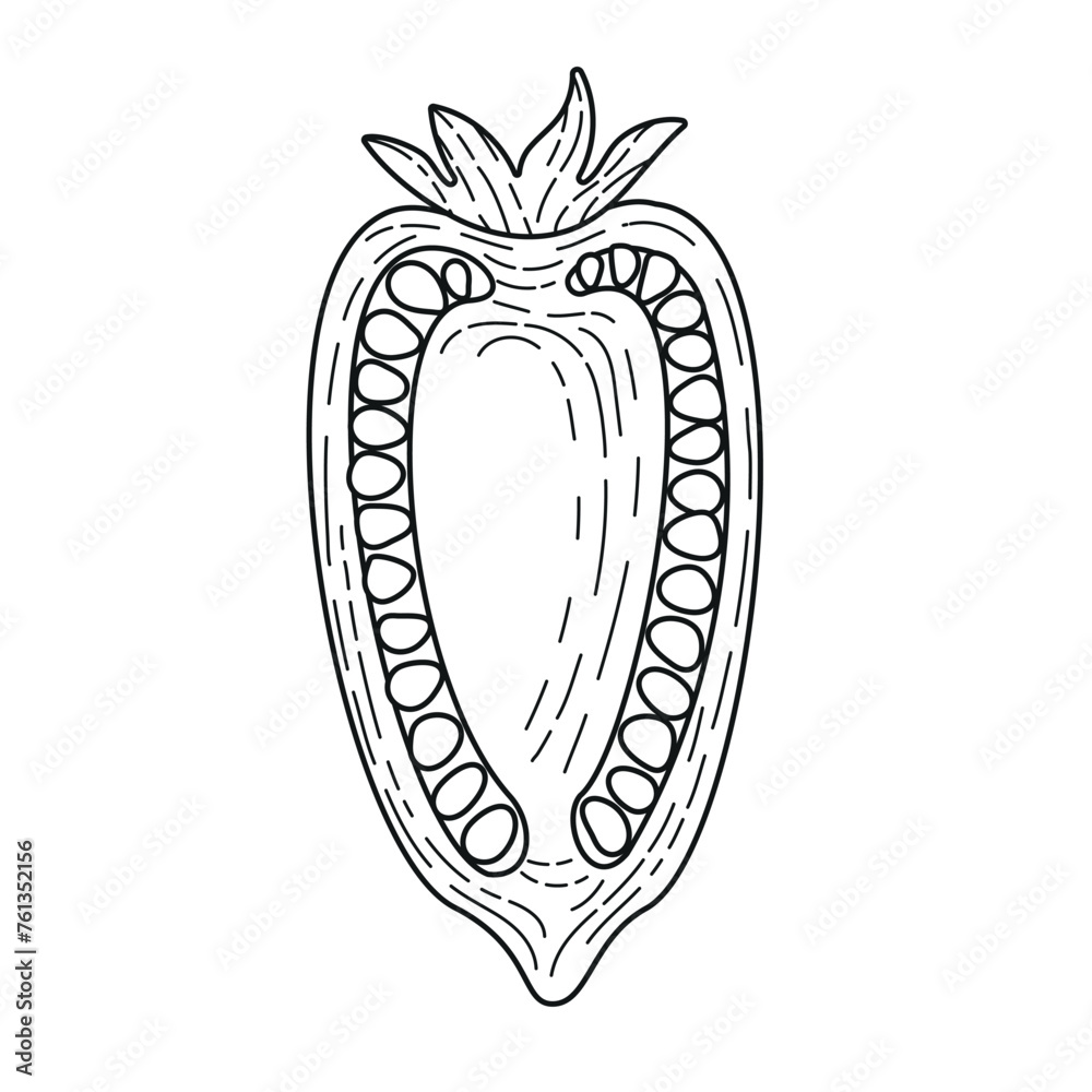 BW vector illustration of food. Sliced tomato. Realistic vector drawn ...