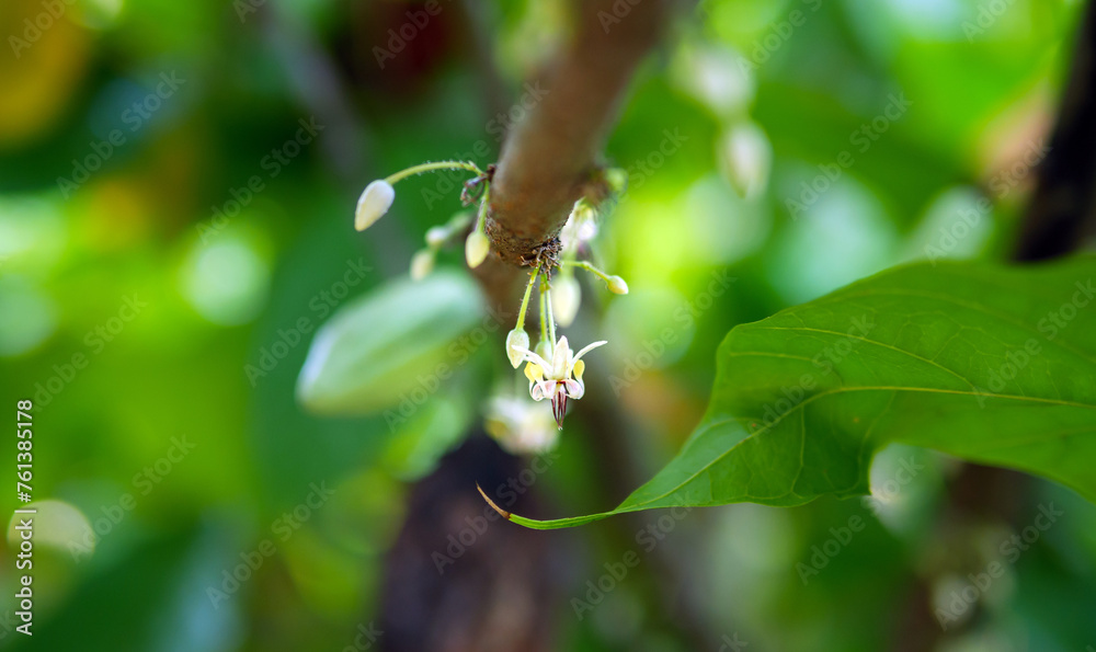Cocoa flowers (Theobroma cacao) on growing tree trunk,Cacao flowers and ...