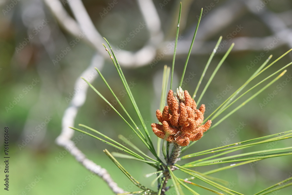 Immature male pollen bearing (staminate) cones of Turkish pine tree ...