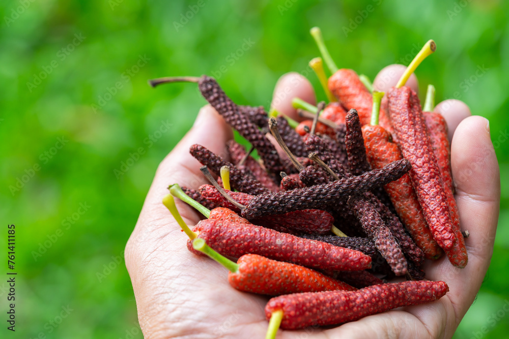 hand grasps vibrant green stems of the Piper longum plant with its ...