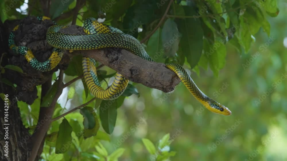 Rainbow tree snake, Royal tree snake, gonyosoma margaritatum native to ...