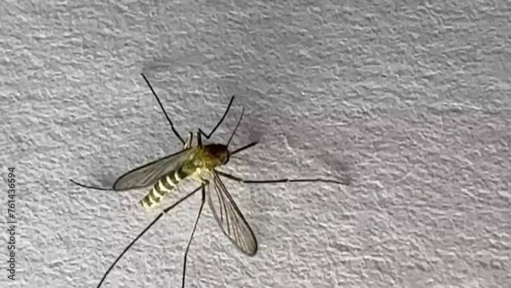 Mosquito isolated on white paper background Aedes aegypti Mosquito ...