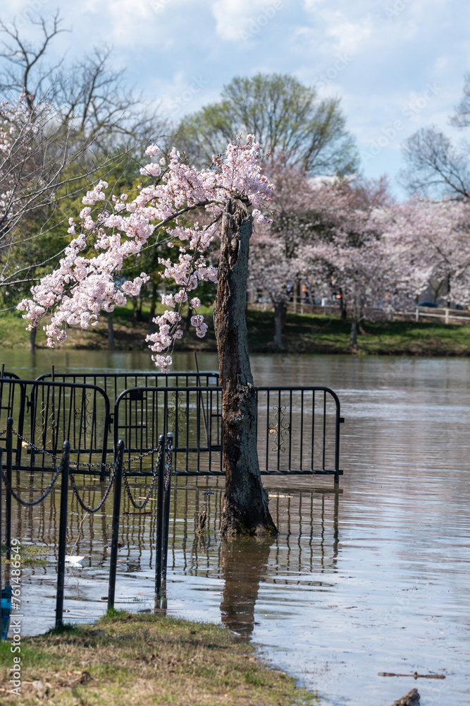 Stumpy, the beloved tree on the Tidal Basin, in its 2024 final full ...