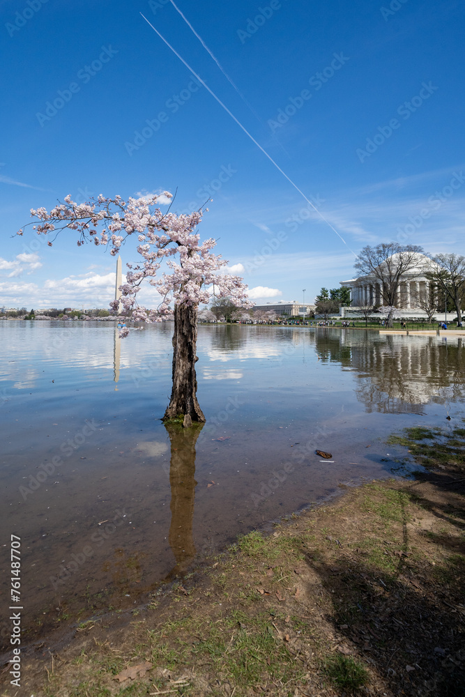 Stumpy, the beloved tree on the Tidal Basin, in its 2024 final full ...