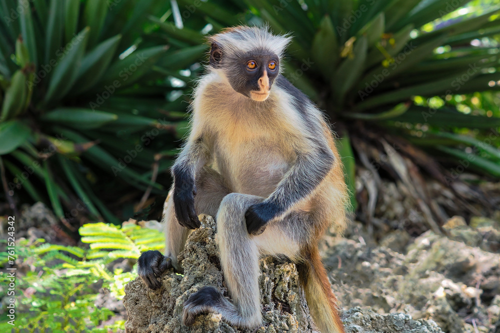 Red Colobus monkeys, found only in Zanzibar. monkeys from the vervet ...