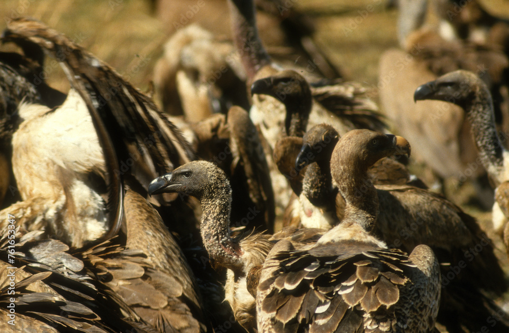 Vautour de Rüppell,.Gyps rueppelli , Rüppell's Vulture, Vautour ...