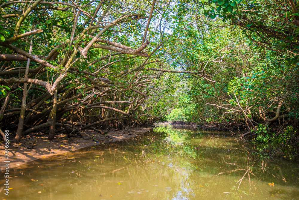 Mangrove Ecosystem Along the Backwaters in Kovalam, Kerala, India Stock ...