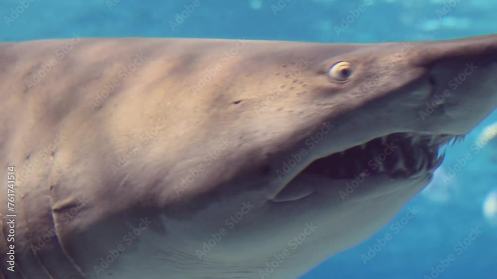 Vidéo Stock An incredible close-up shot captures the detailed essence ...