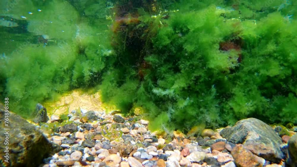 breaking wave splash make air bubble, torn algal mess, oxygen rich ...