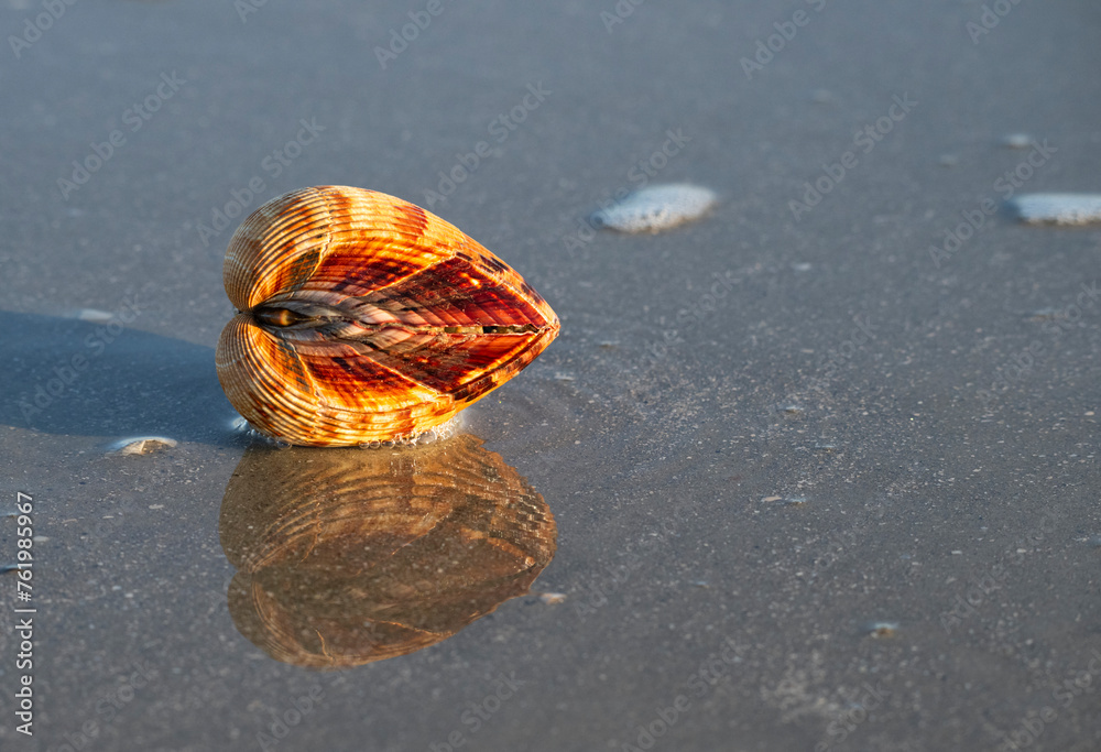 The Atlantic Giant Cockle, Dinocardium robustum, is one of the largest ...