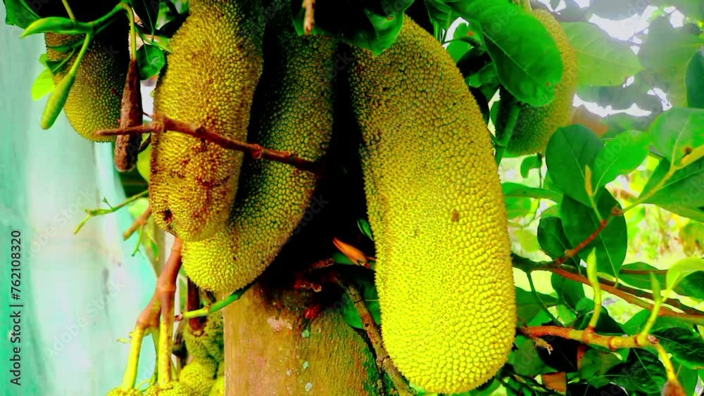 fertile jackfruit (Artocarpus heterophyllus) Close-up view of a growing ...