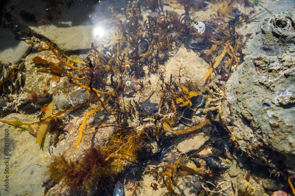 starfish in a rock pool at the beach growing on rocks while waves break ...