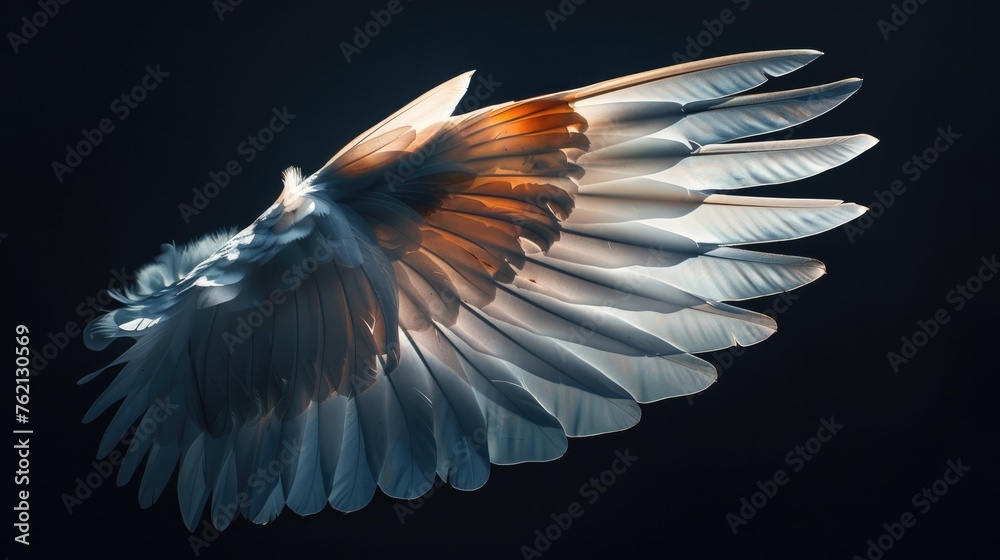 Beautiful colored animal magic wing on isolated black background ...