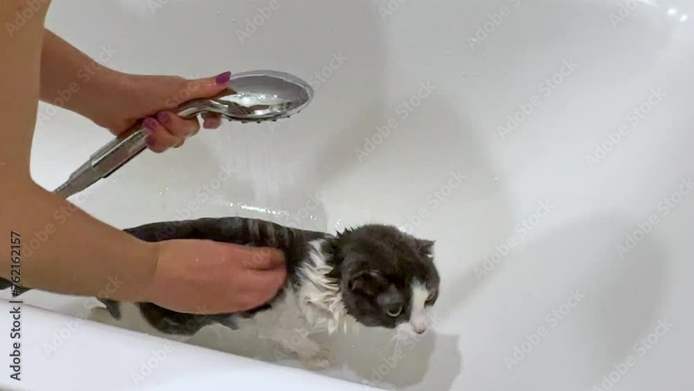 Washing the cat in the bathroom under the shower. Pet hygiene concept ...