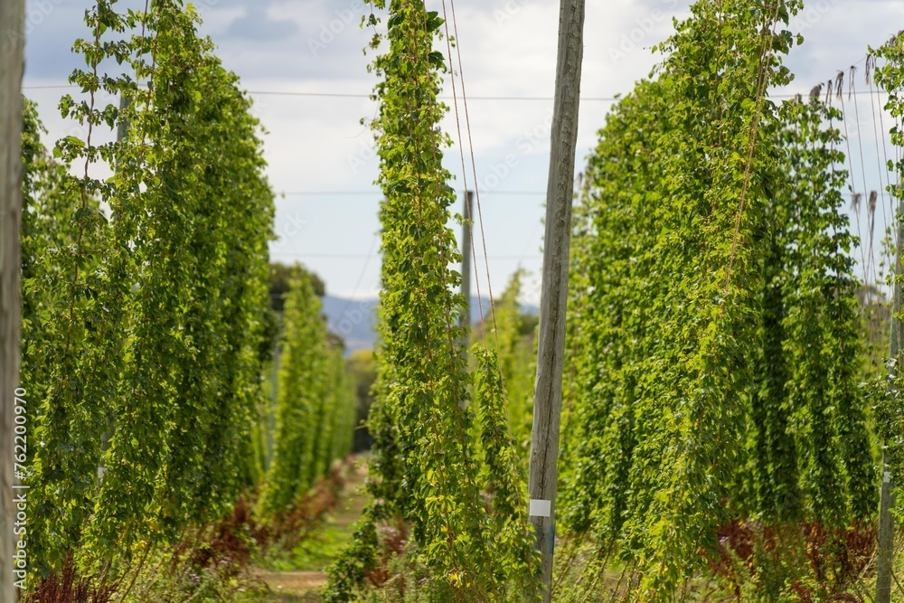 hops crop growing in a field on a farm in australia. beer hops plant ...