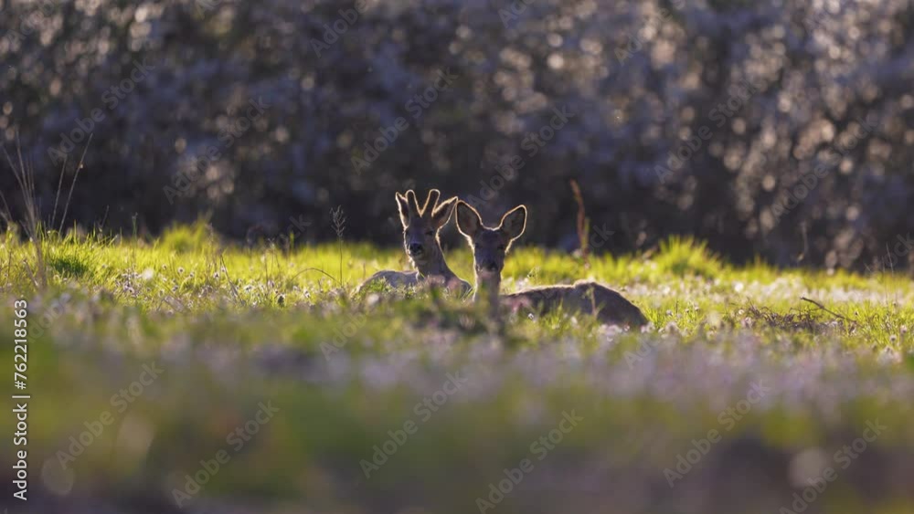 Roe deer, capreolus capreolus, forages and looks around the misty ...
