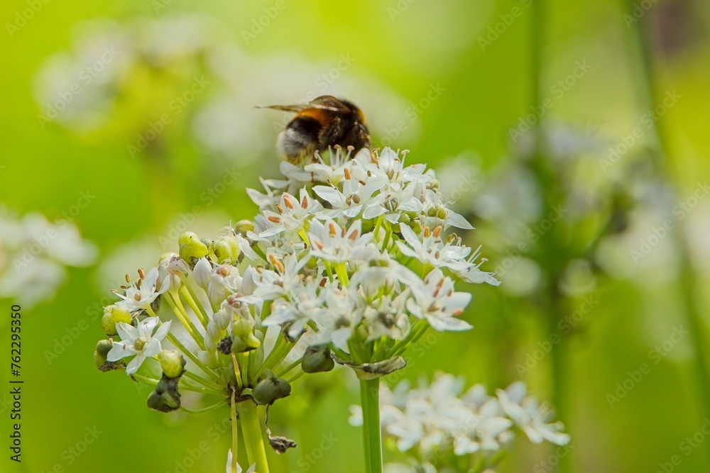 Hylotelephium telephium, known as orpine, livelong, frog's-stomach ...