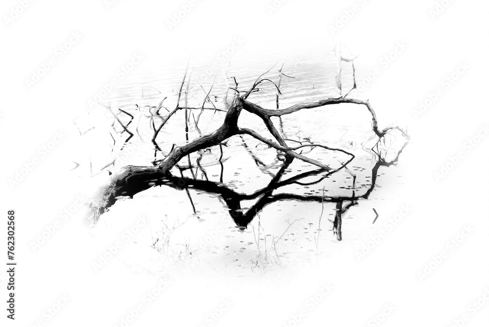 High-key image of a fallen tree in a pond in Upstate NY. The reflection ...