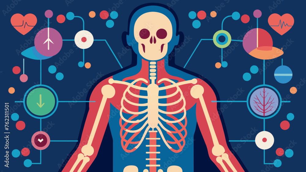 From the skeletal frame to the circulatory system this image ...