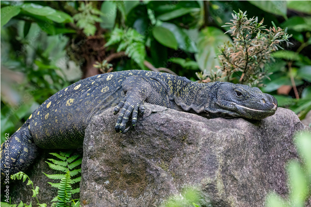 Salvadori's monitor is one of the longest lizards in the world It is an ...