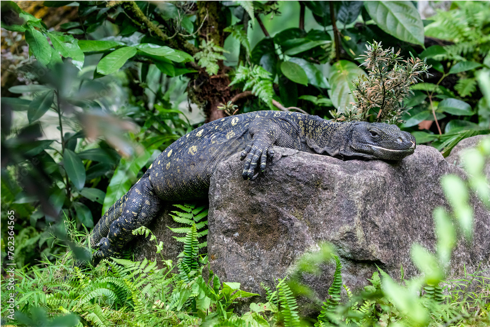 Salvadori's monitor is one of the longest lizards in the world It is an ...