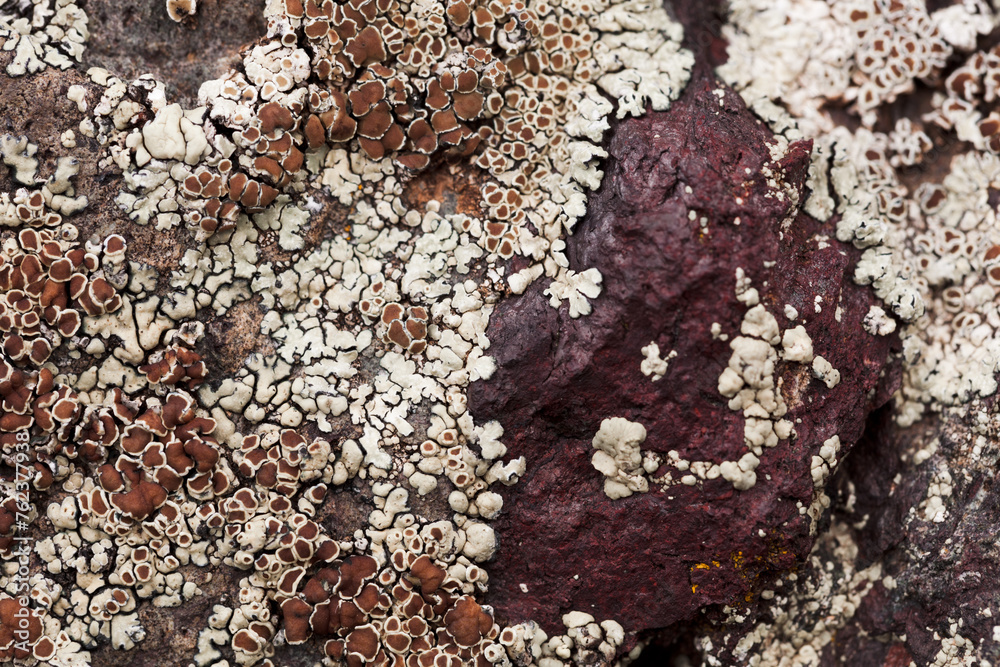 Poster Lichen – Wall Art | UkPosters