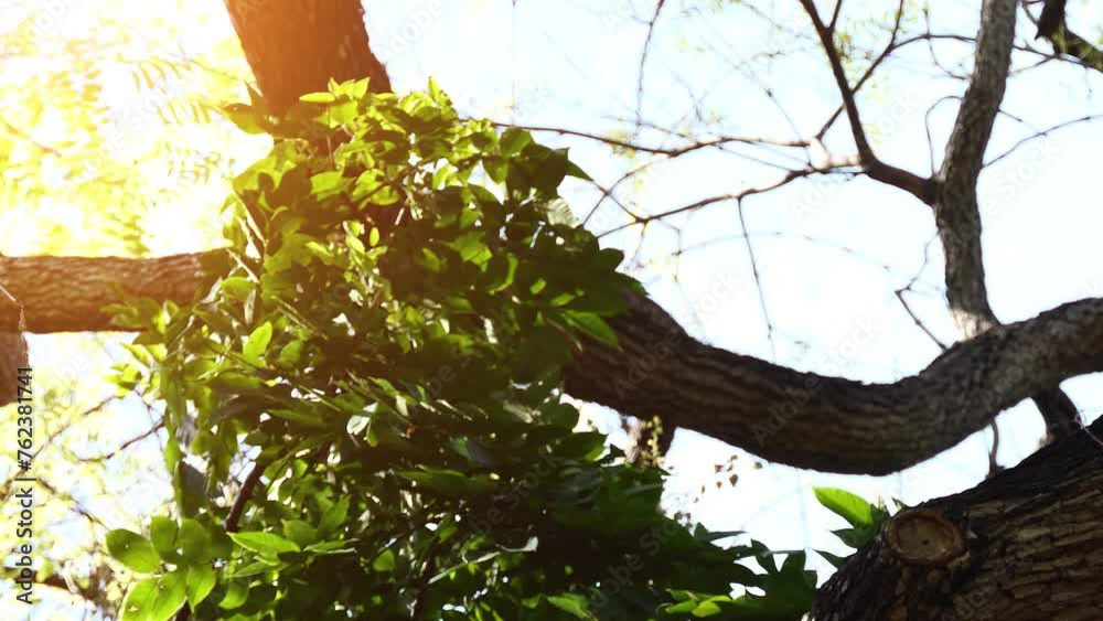 Koelreuteria bipinnata, also known as Chinese flame tree, Chinese ...