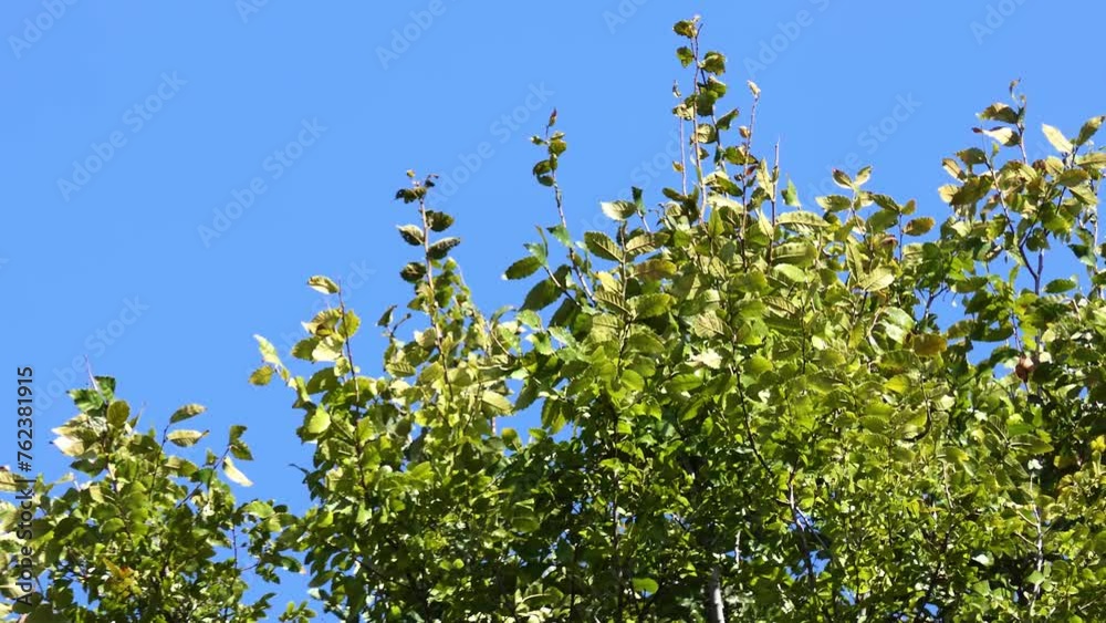 Jacaranda mimosifolia (blue jacaranda, black poui, or as the fern tree ...